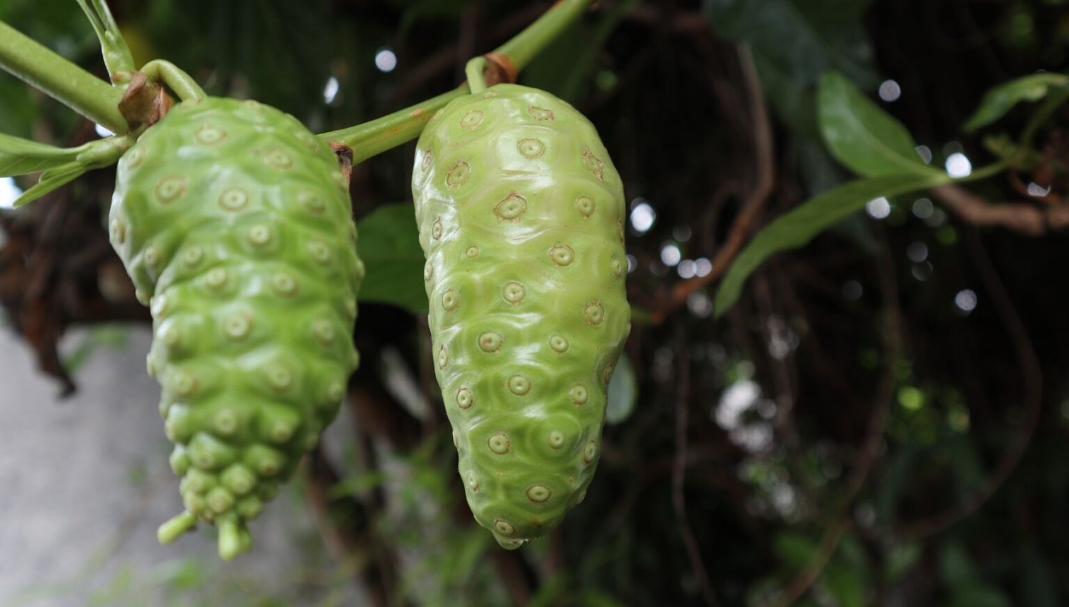 I'm A Celebrity: What is vomit fruit and all the gross things in ...