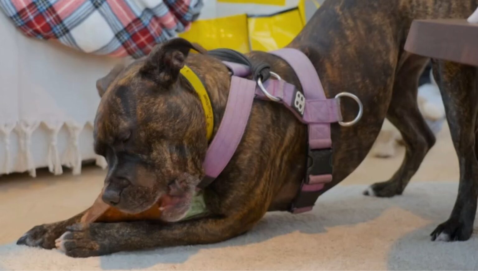 For Dogs' Sake viewers in tears as Pete Wicks shares update on his ...